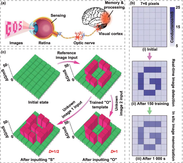 Manufacturing of graphene based synaptic devices for optoelectronic ...