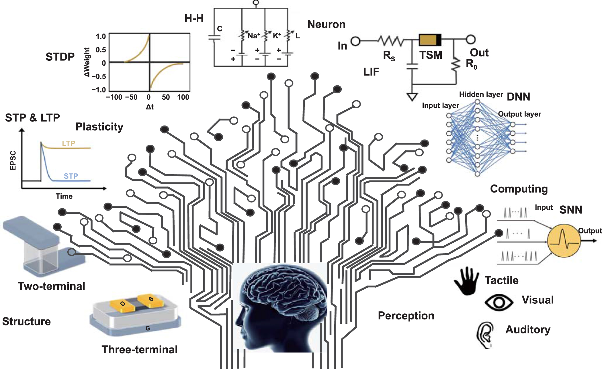 CMOS-compatible neuromorphic devices for neuromorphic perception and computing: a review ...