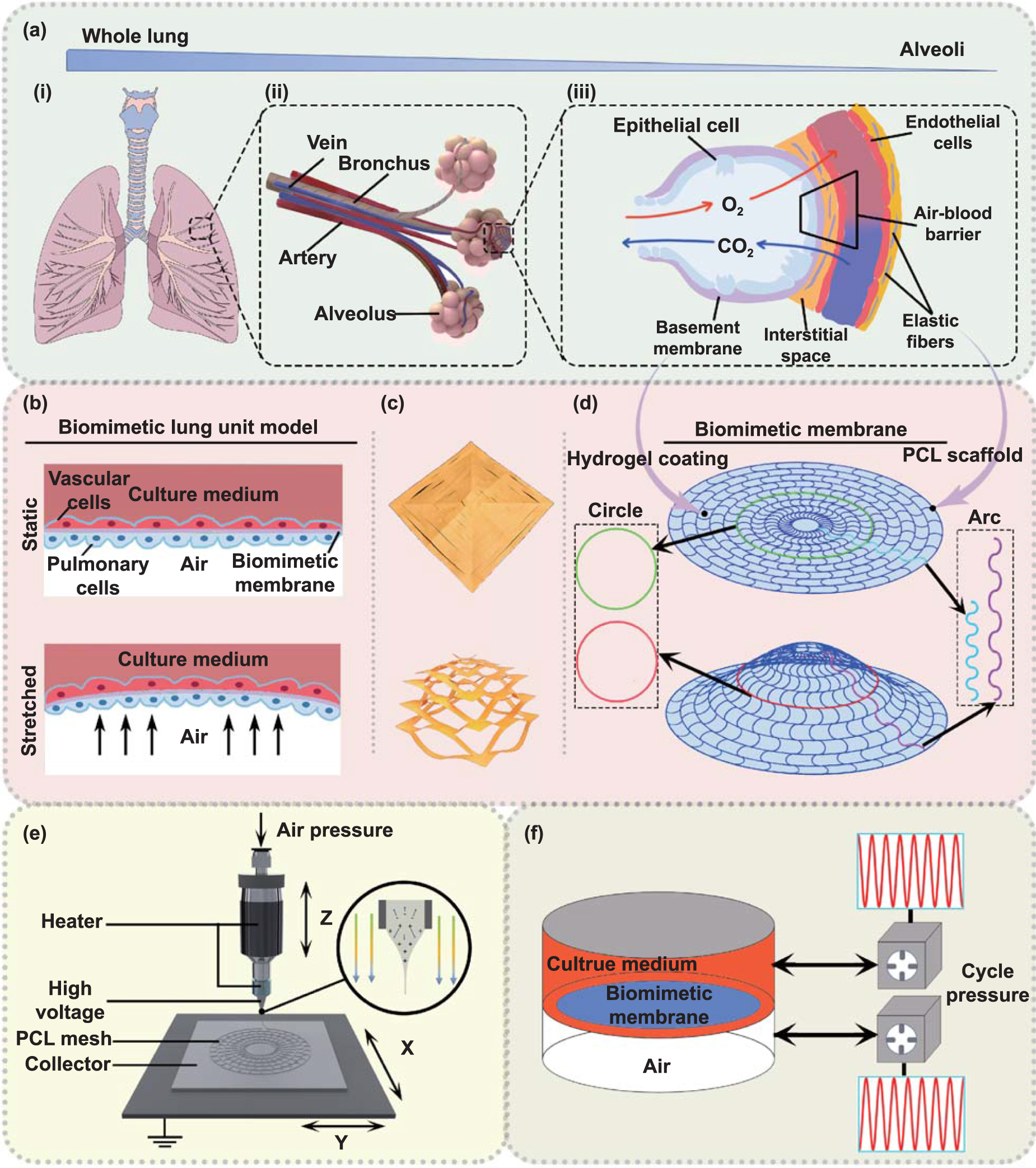 A bionic controllable strain membrane for cell stretching at air–liquid ...