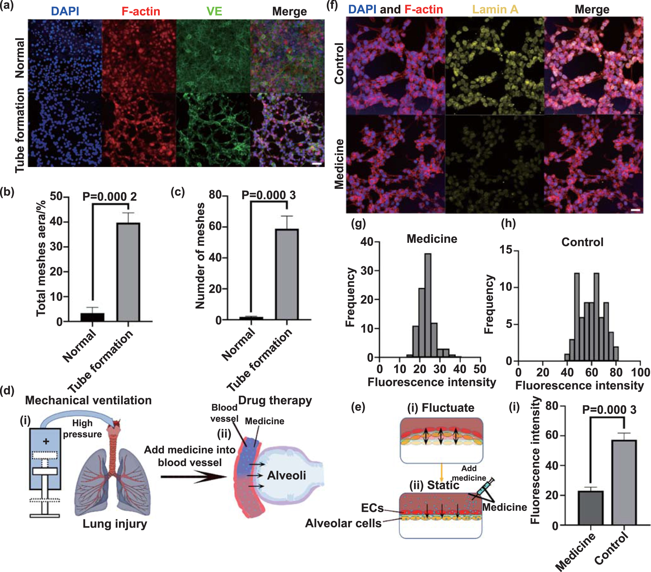 A bionic controllable strain membrane for cell stretching at air–liquid ...