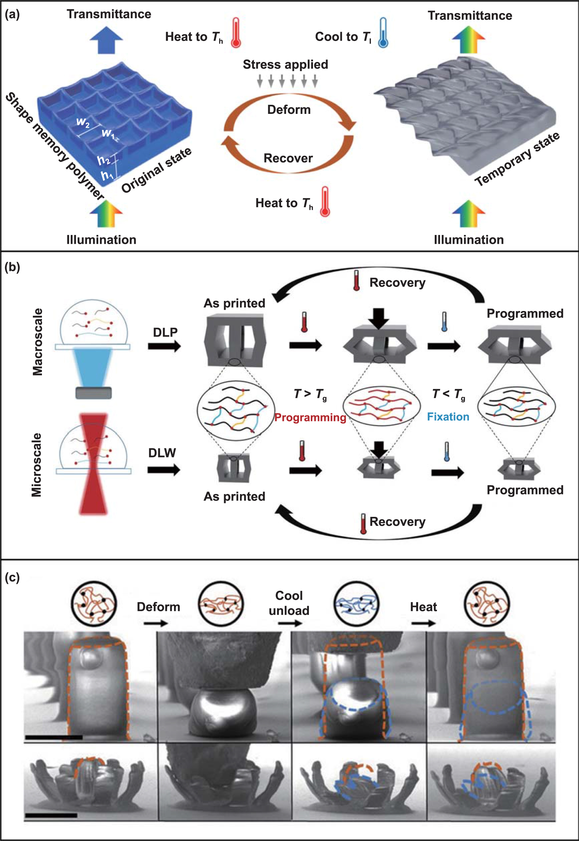Two-photon polymerization-based 4D printing and its applications ...