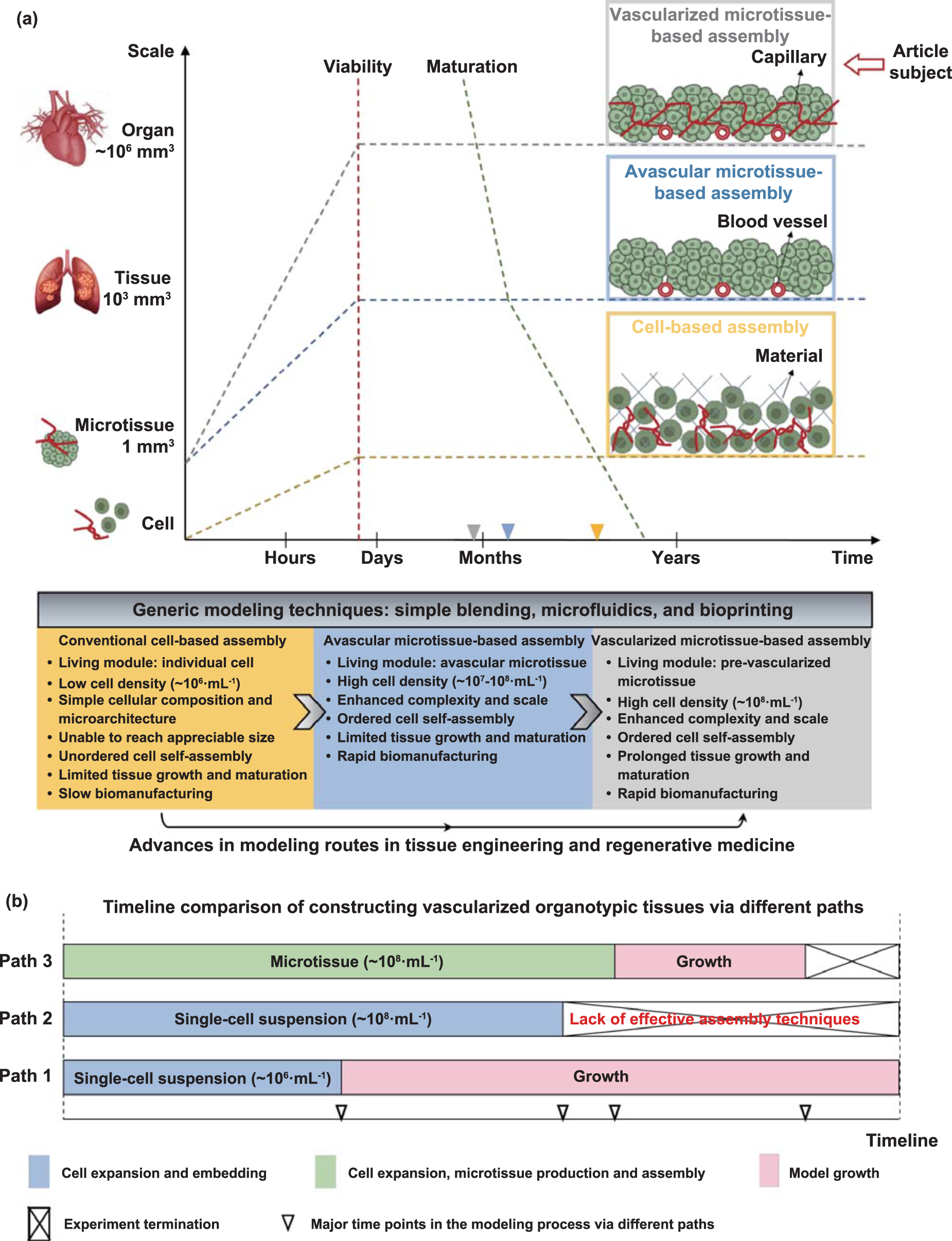 Engineering vascularized organotypic tissues via module assembly ...