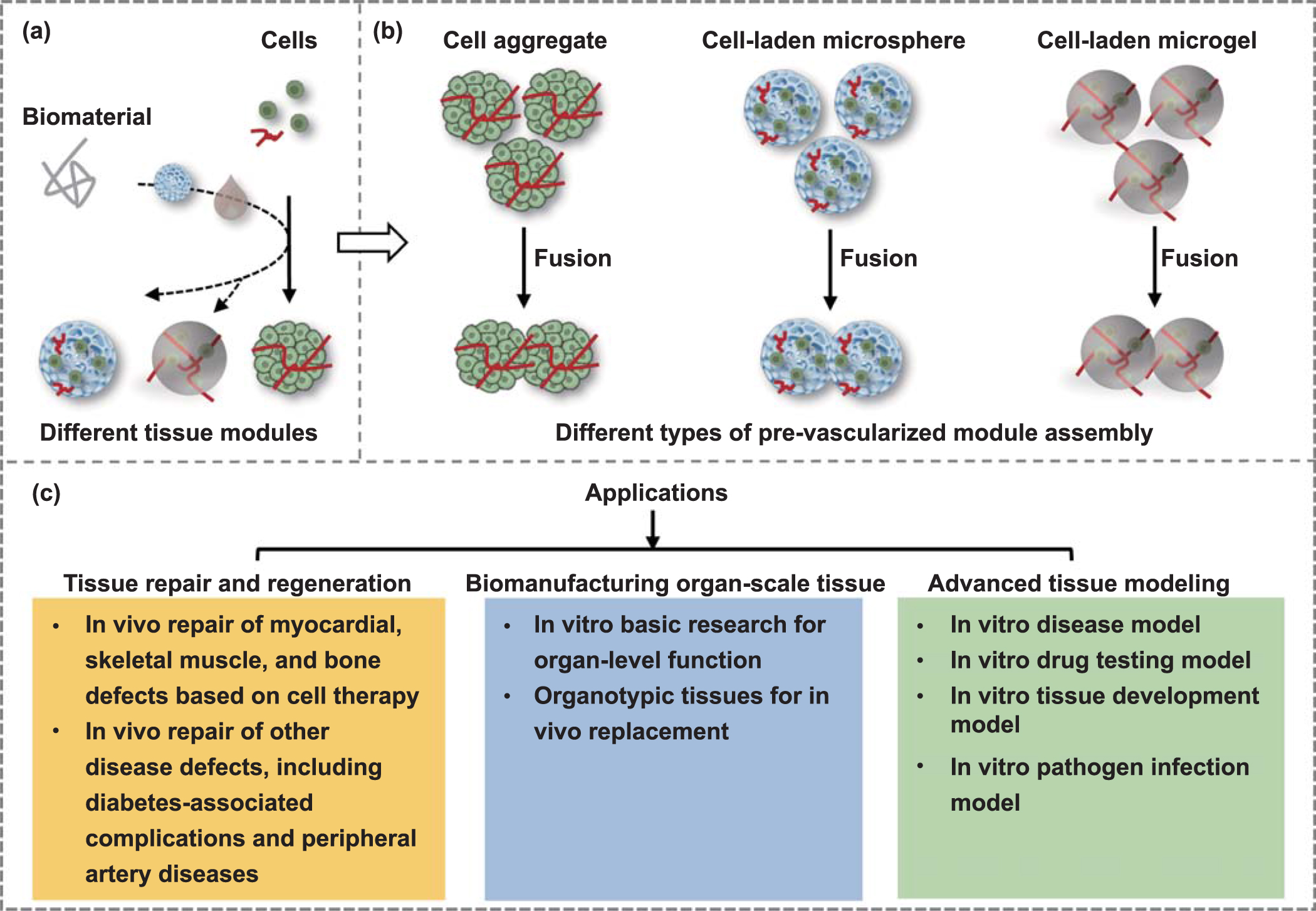 Engineering vascularized organotypic tissues via module assembly ...