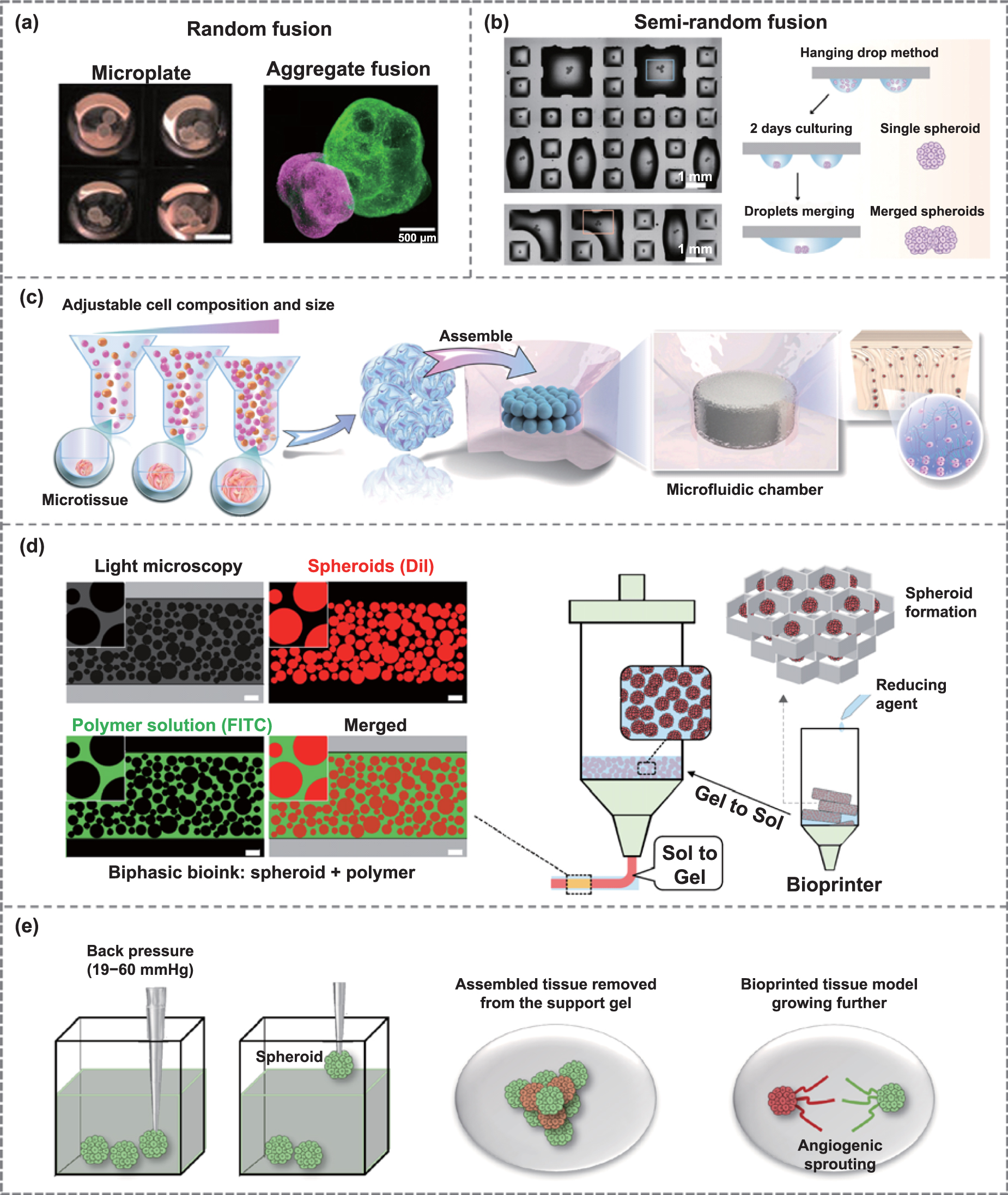 Engineering vascularized organotypic tissues via module assembly ...