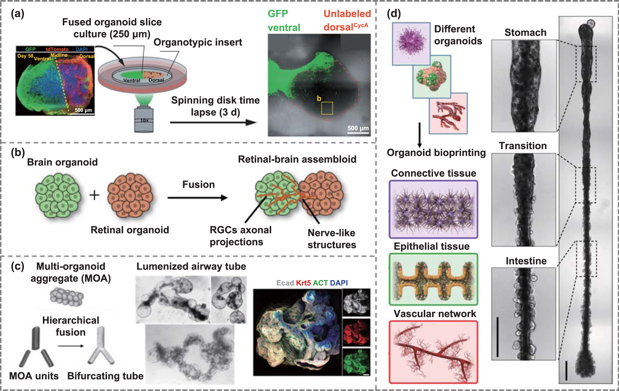 Engineering vascularized organotypic tissues via module assembly ...
