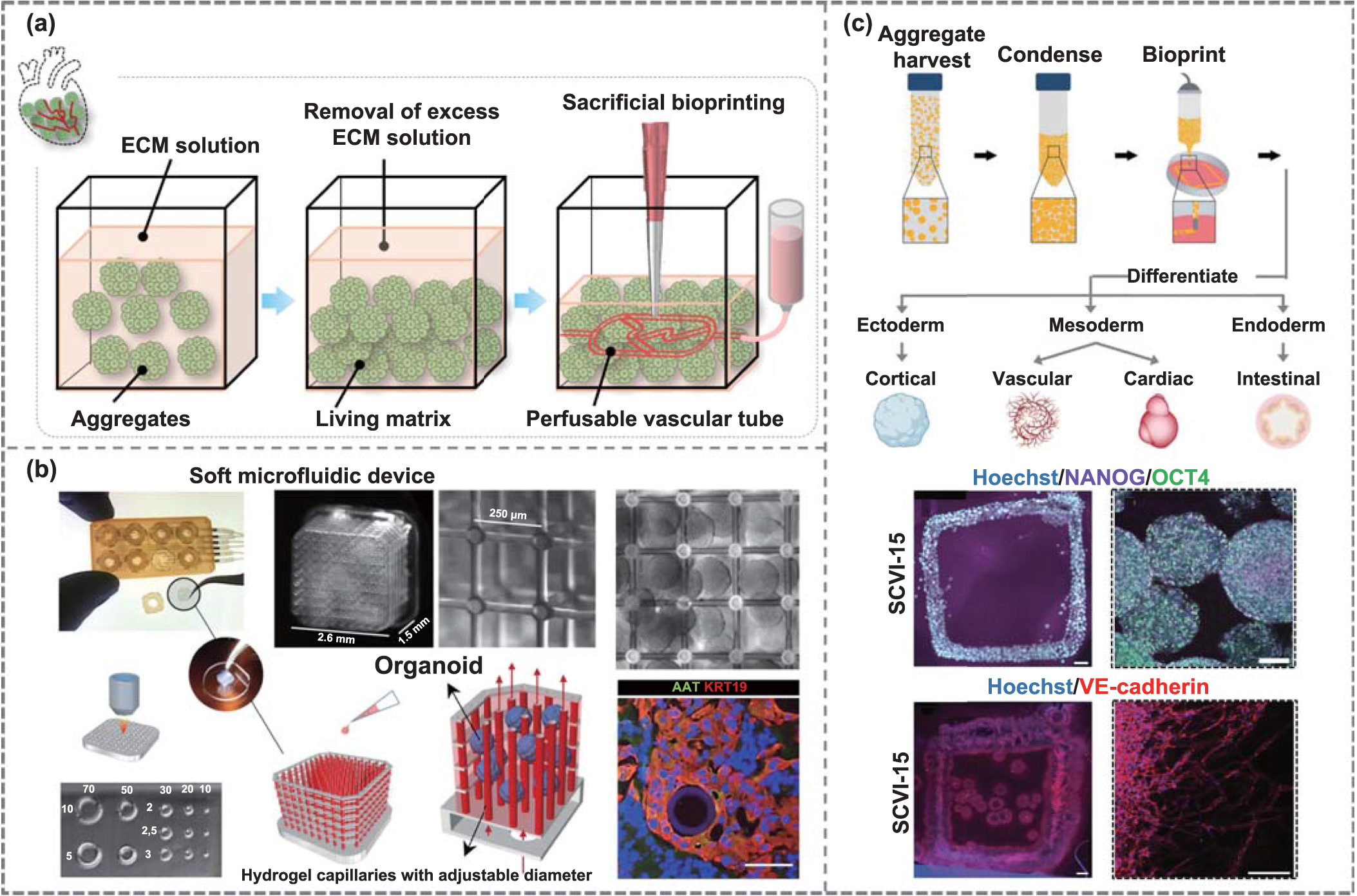 Engineering vascularized organotypic tissues via module assembly ...