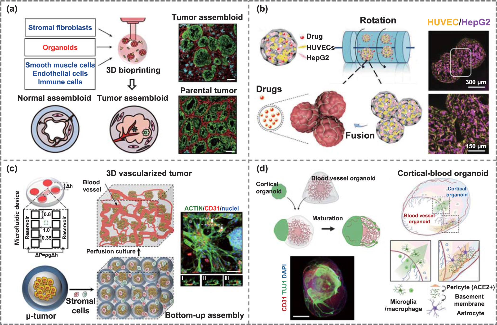 Engineering vascularized organotypic tissues via module assembly ...