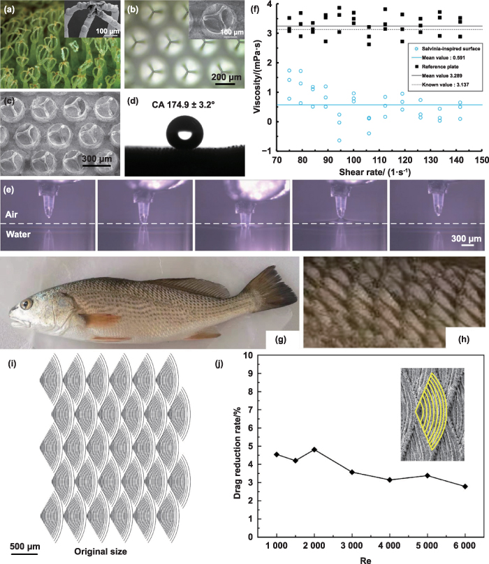 Recent progress in bio-inspired macrostructure array materials with ...
