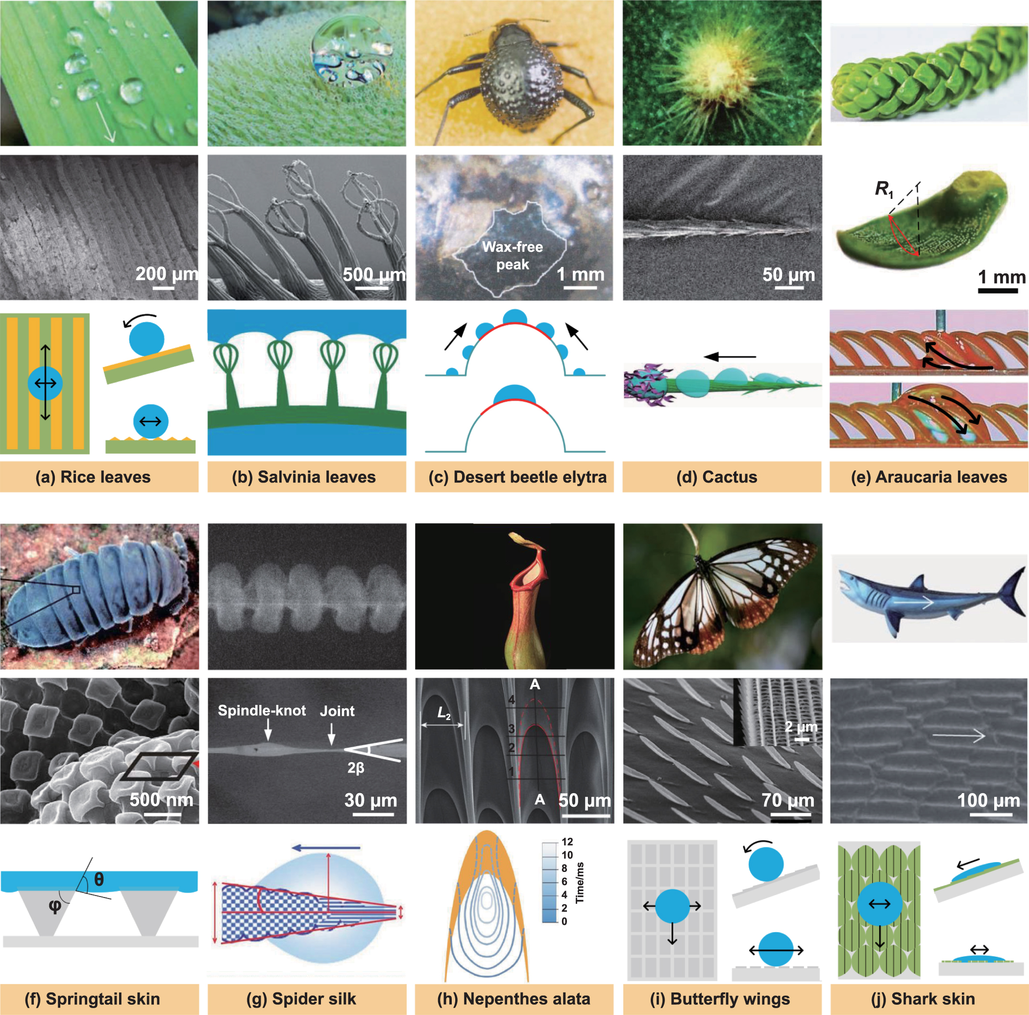 Recent progress in bio-inspired macrostructure array materials with ...