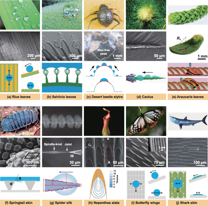 Recent progress in bio-inspired macrostructure array materials with ...