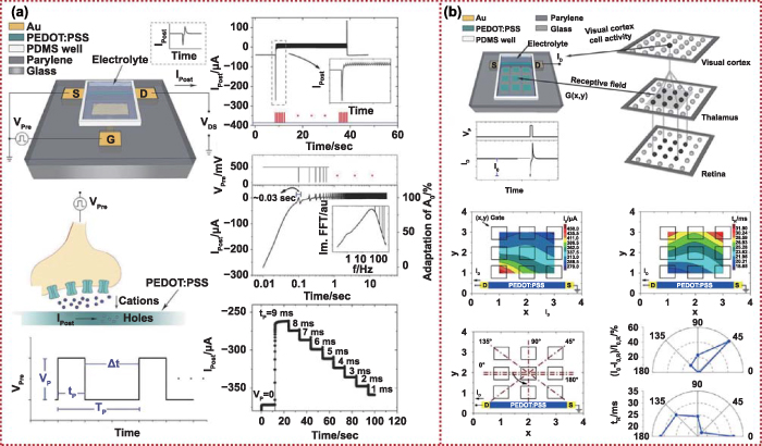 Recent advances in fabrication and functions of neuromorphic system ...