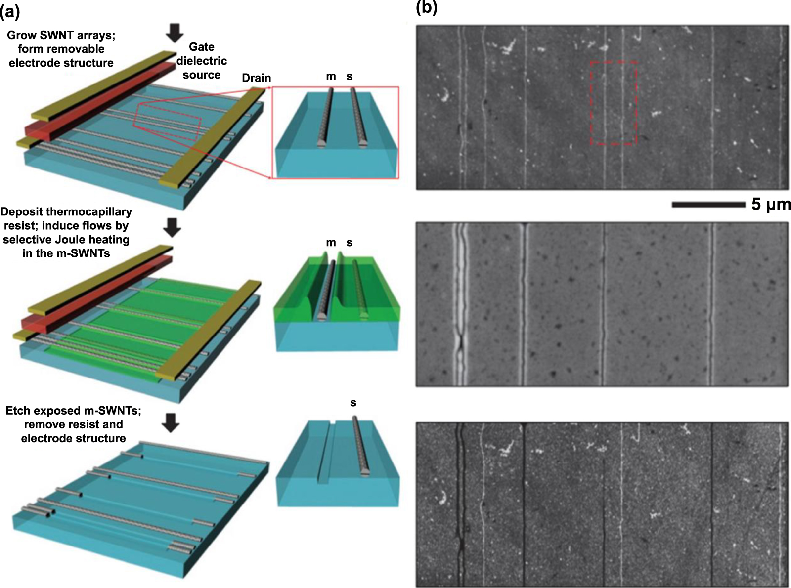 Carbon nanotube integrated circuit technology: purification, assembly ...