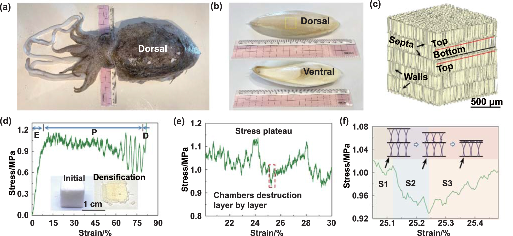 Design and additive manufacturing of bionic hybrid structure inspired ...