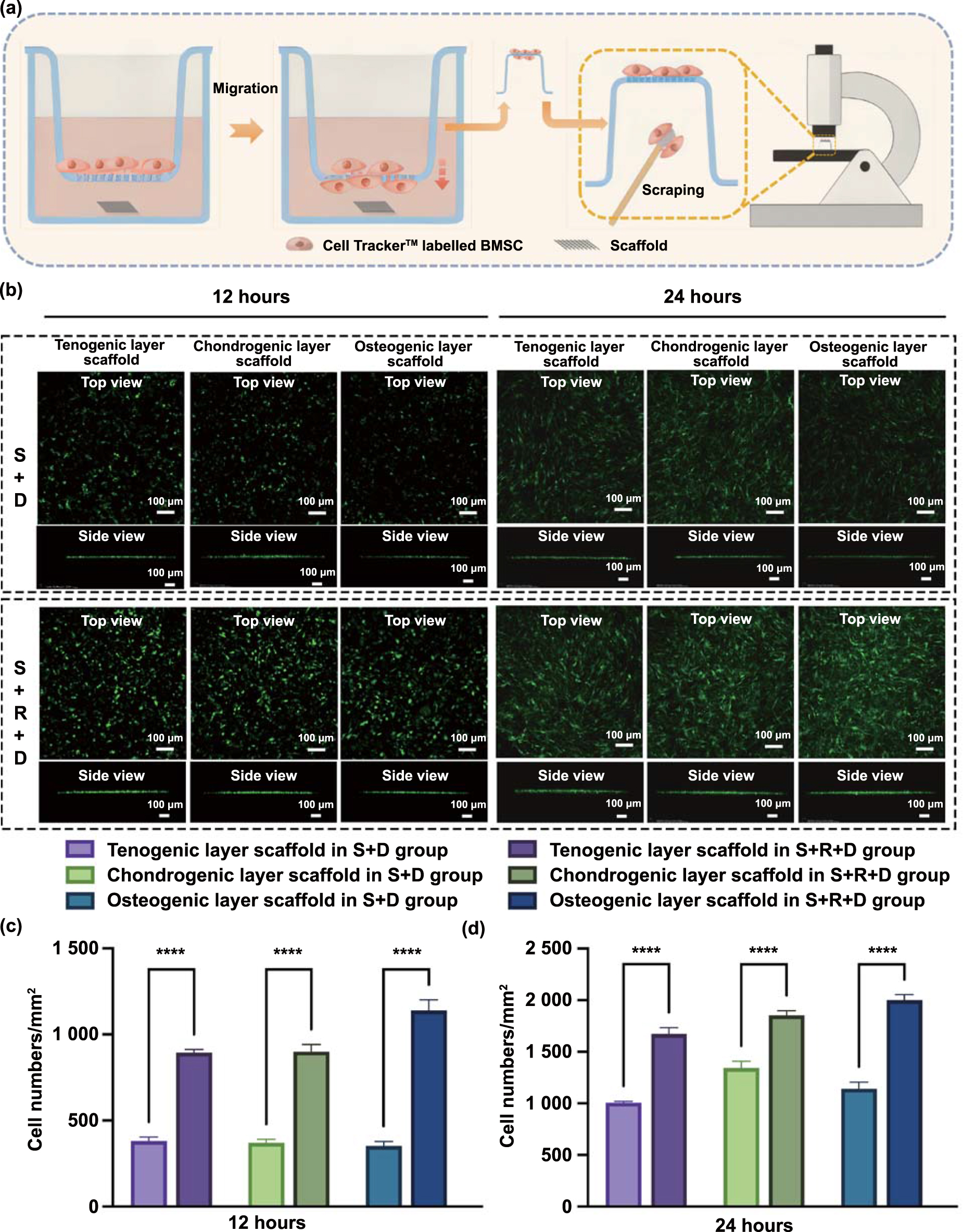 Coaxial electrohydrodynamic printing of core–shell microfibrous ...