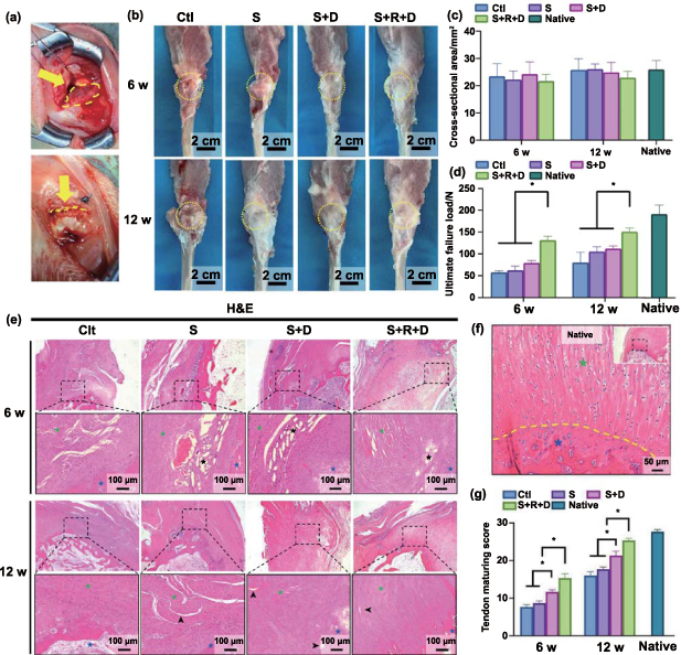 Coaxial electrohydrodynamic printing of core–shell microfibrous ...