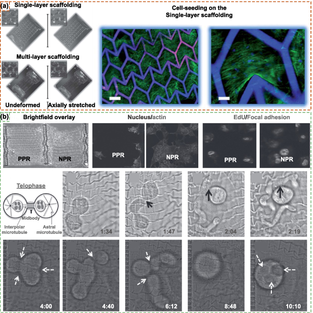 Fabrication and development of mechanical metamaterials via additive ...