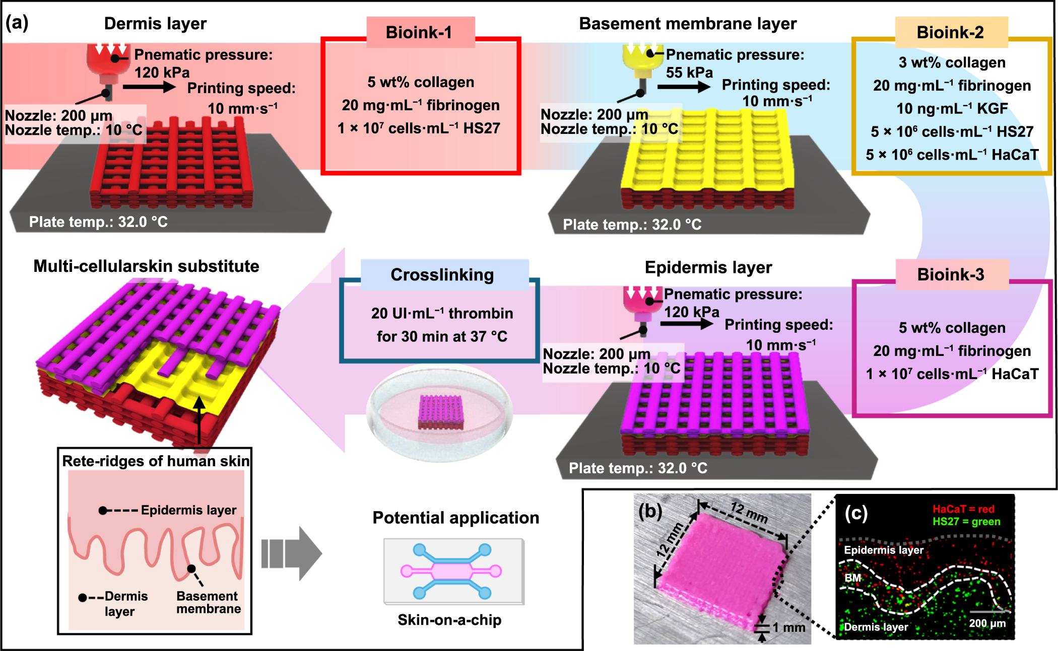 Bioengineered skin-substitutes incorporating rete-ridges using a ...