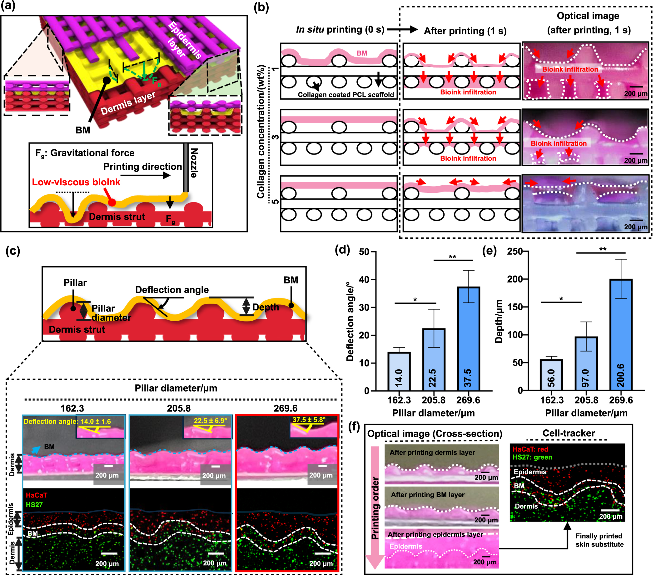 Bioengineered skin-substitutes incorporating rete-ridges using a ...