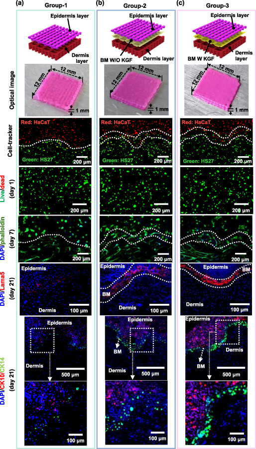 Bioengineered skin-substitutes incorporating rete-ridges using a ...