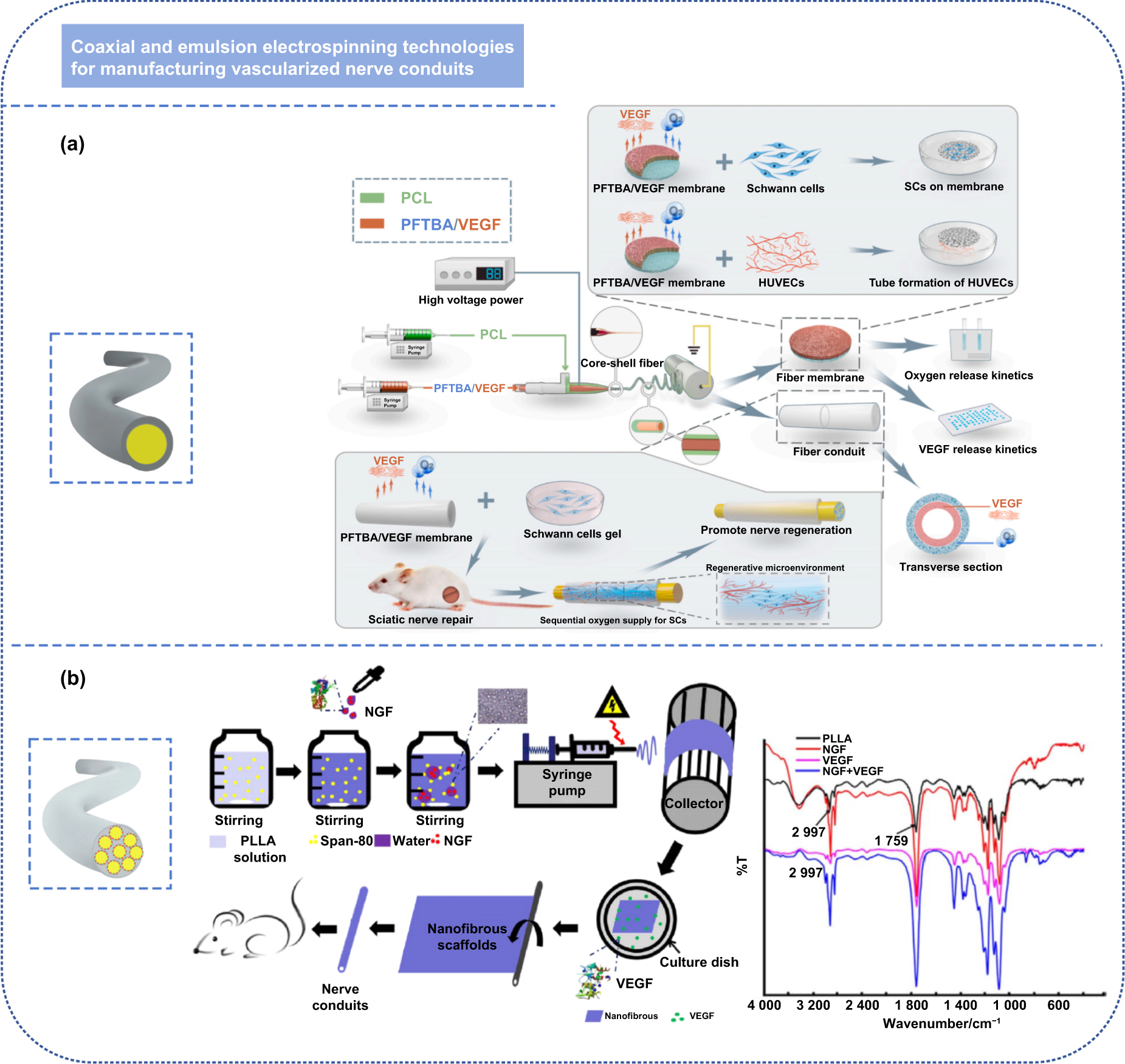 Neurovascularization strategy: pathfinder and interlocutor for ...