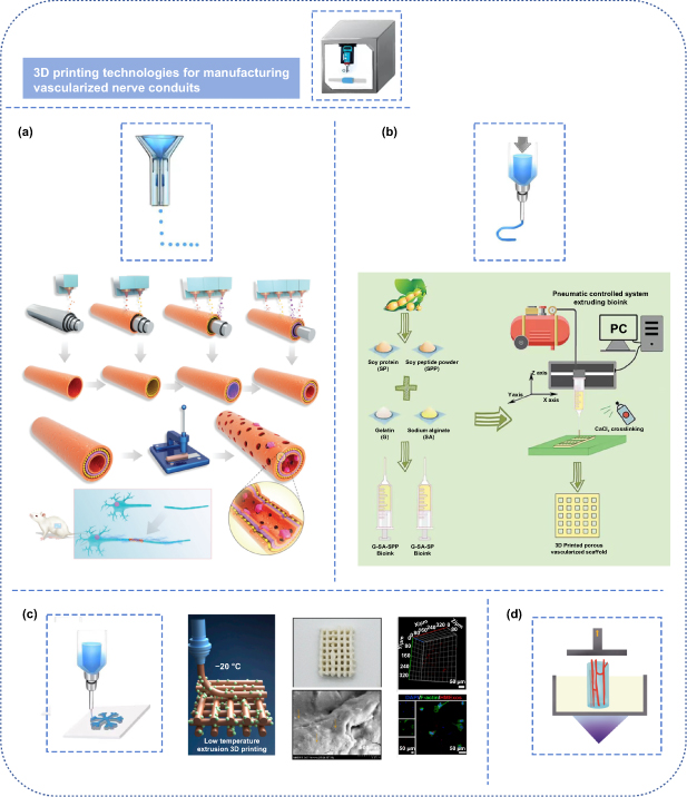 Neurovascularization strategy: pathfinder and interlocutor for ...