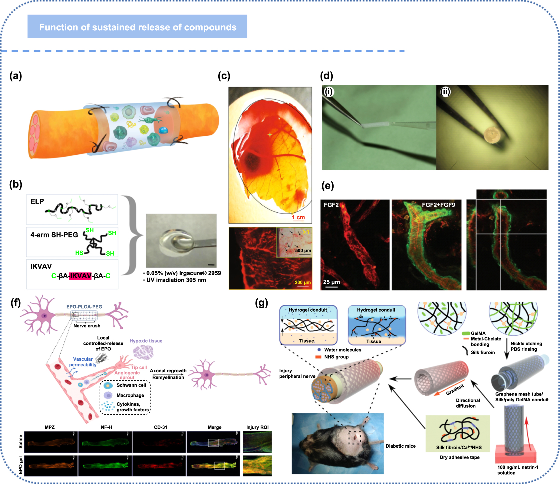 Neurovascularization strategy: pathfinder and interlocutor for ...
