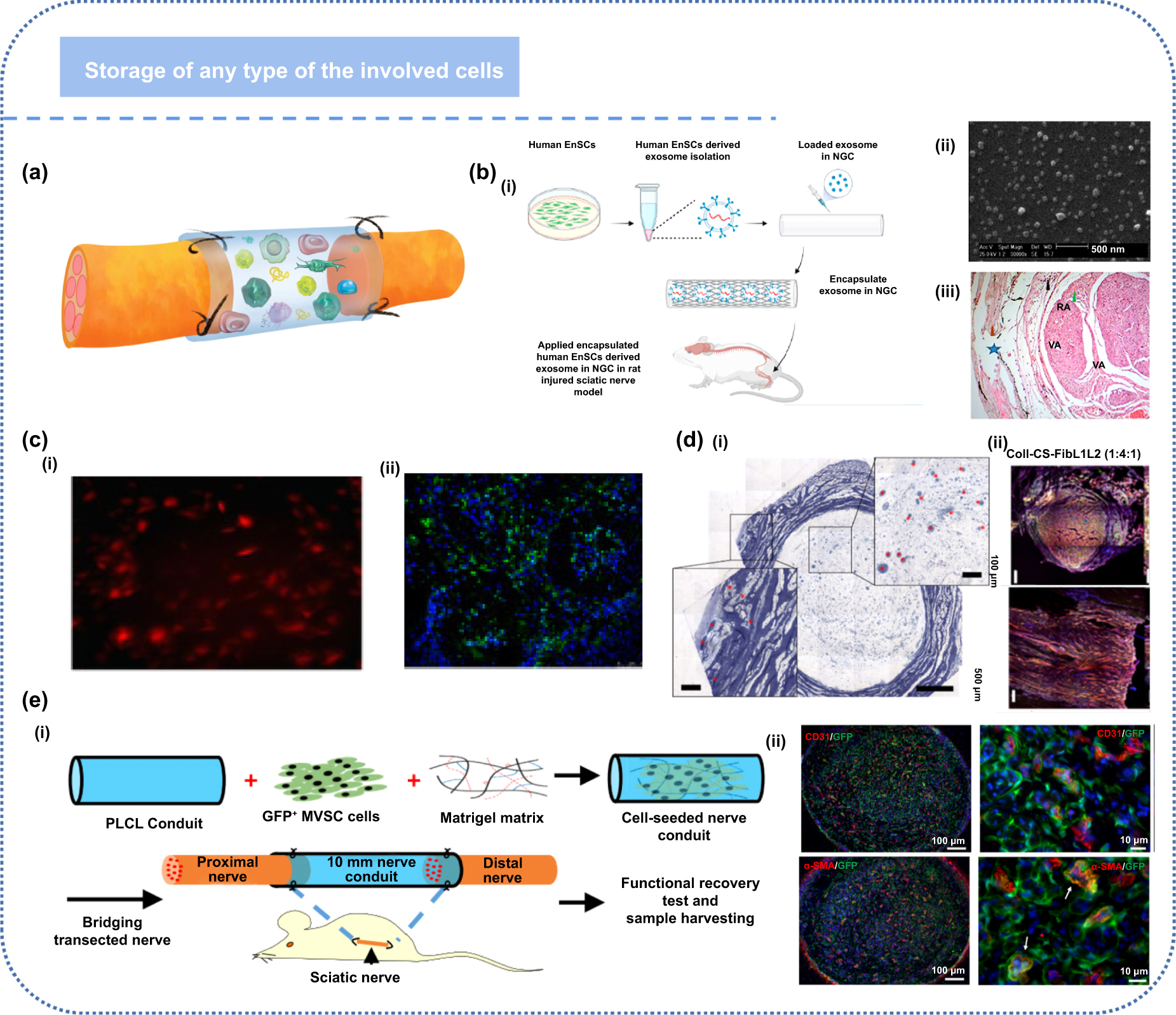 Neurovascularization strategy: pathfinder and interlocutor for ...
