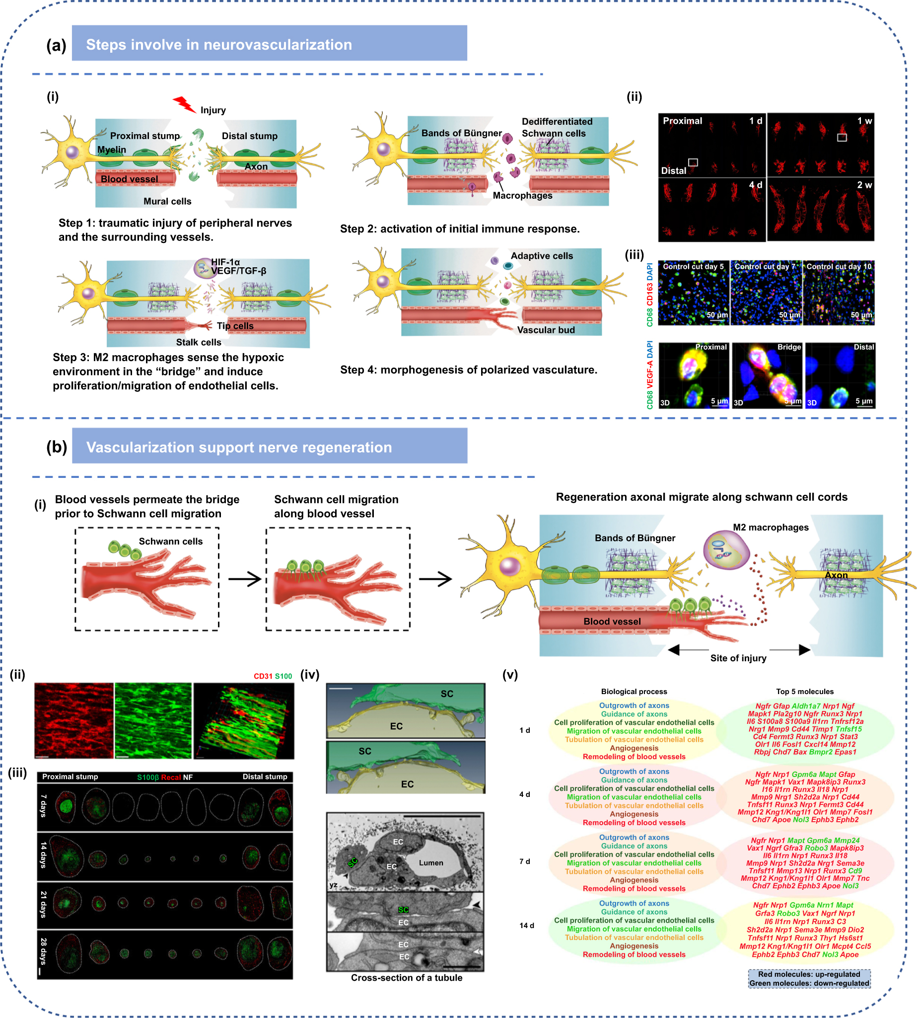 Neurovascularization strategy: pathfinder and interlocutor for ...