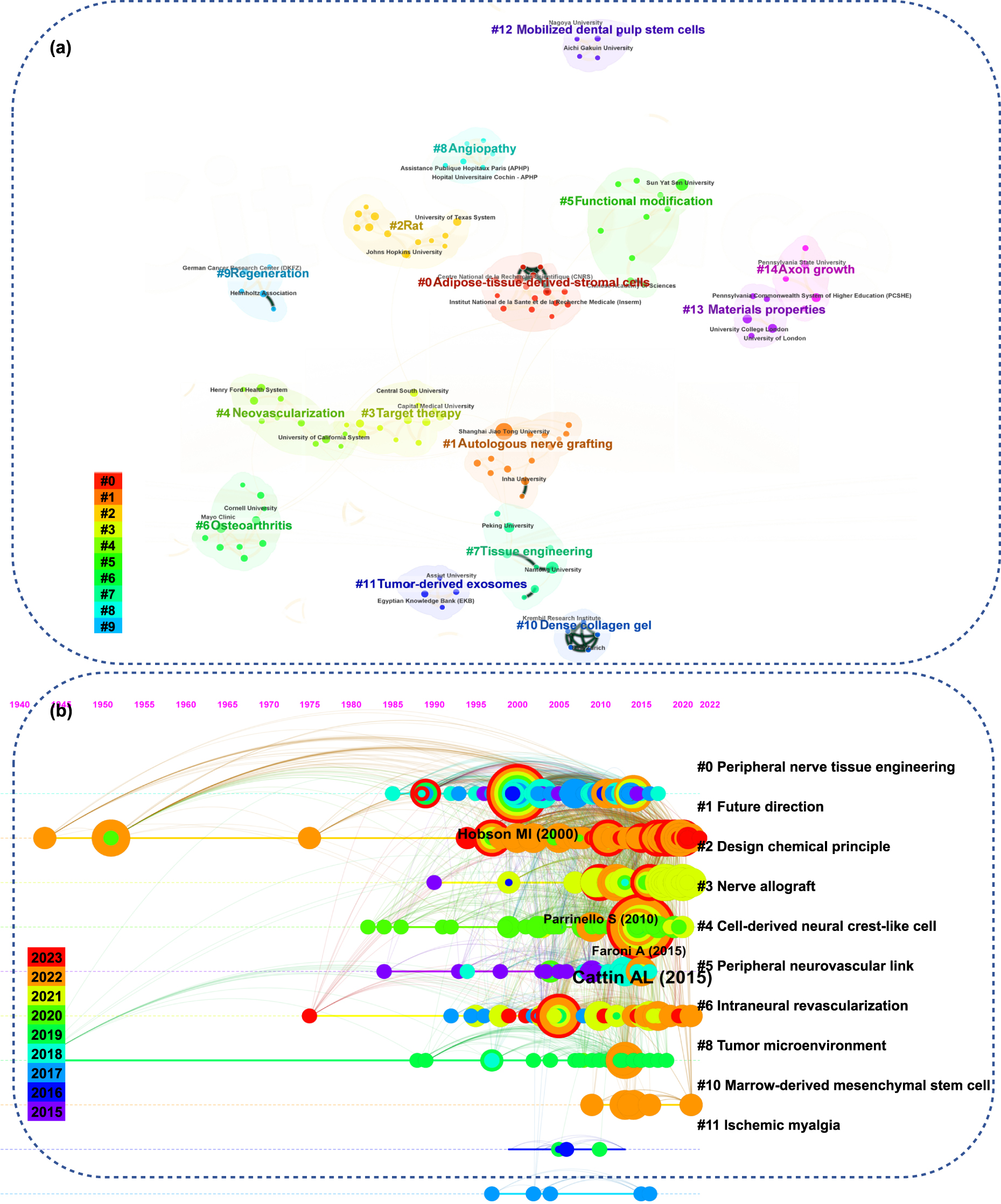 Neurovascularization strategy: pathfinder and interlocutor for ...