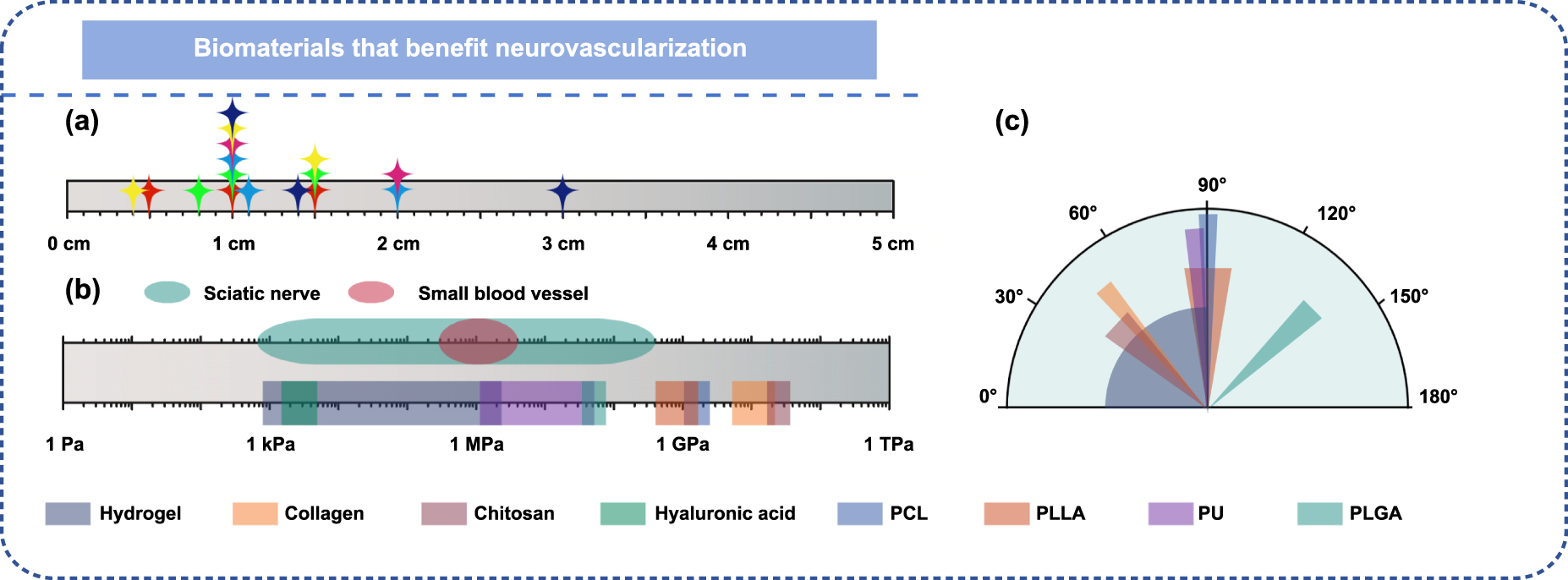 Neurovascularization strategy: pathfinder and interlocutor for ...