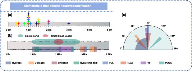Neurovascularization strategy: pathfinder and interlocutor for ...