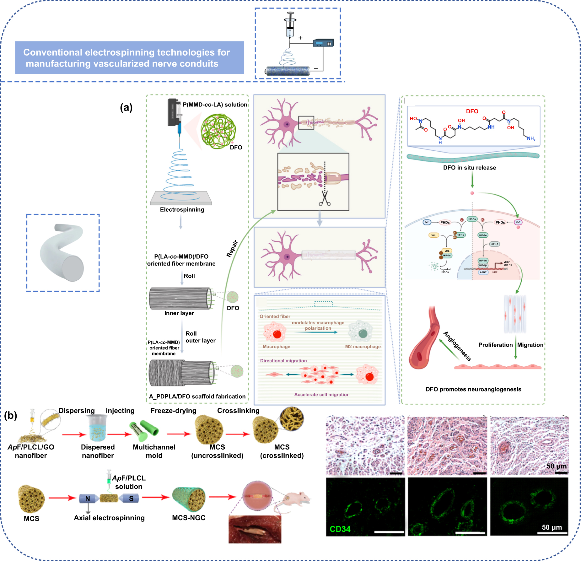 Neurovascularization strategy: pathfinder and interlocutor for ...