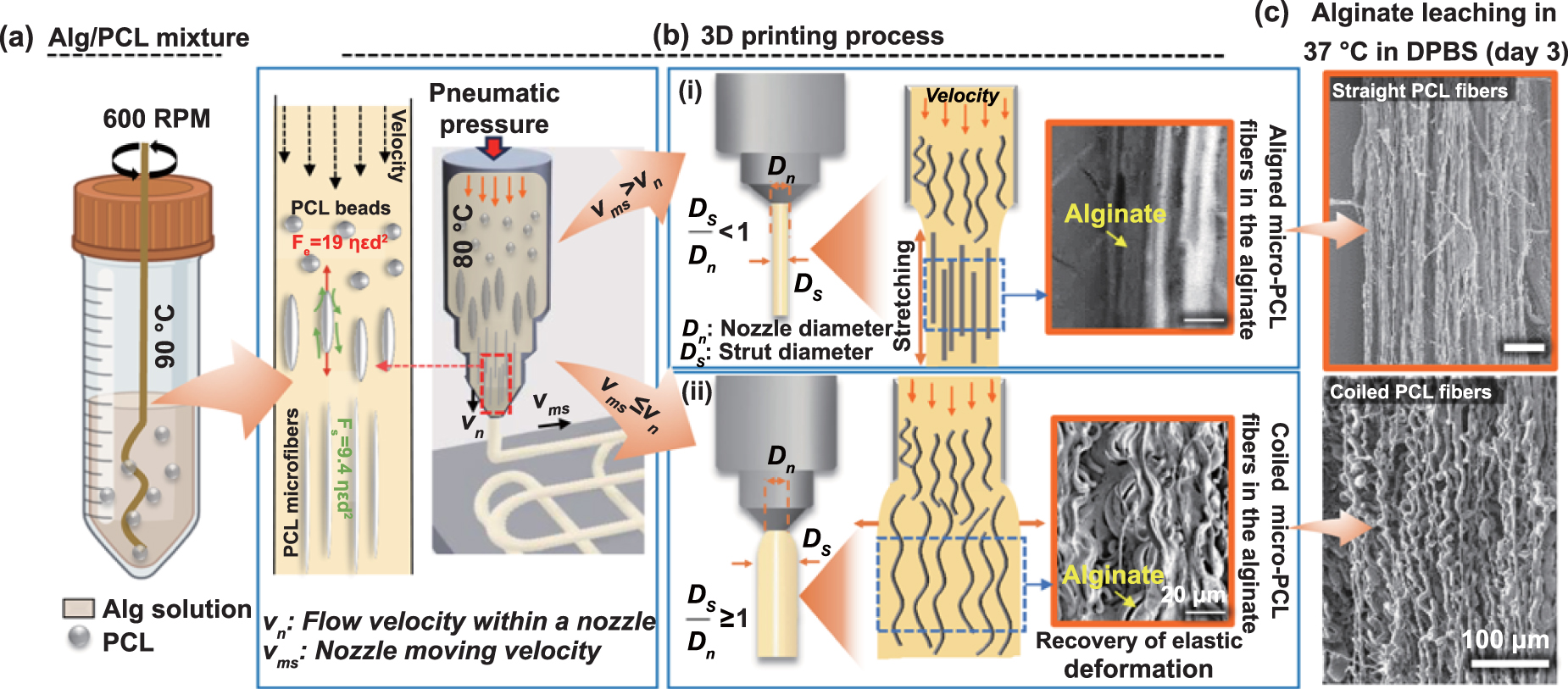 Fabrication of 3D-printed coiled PCL microfibrous bundles using ...