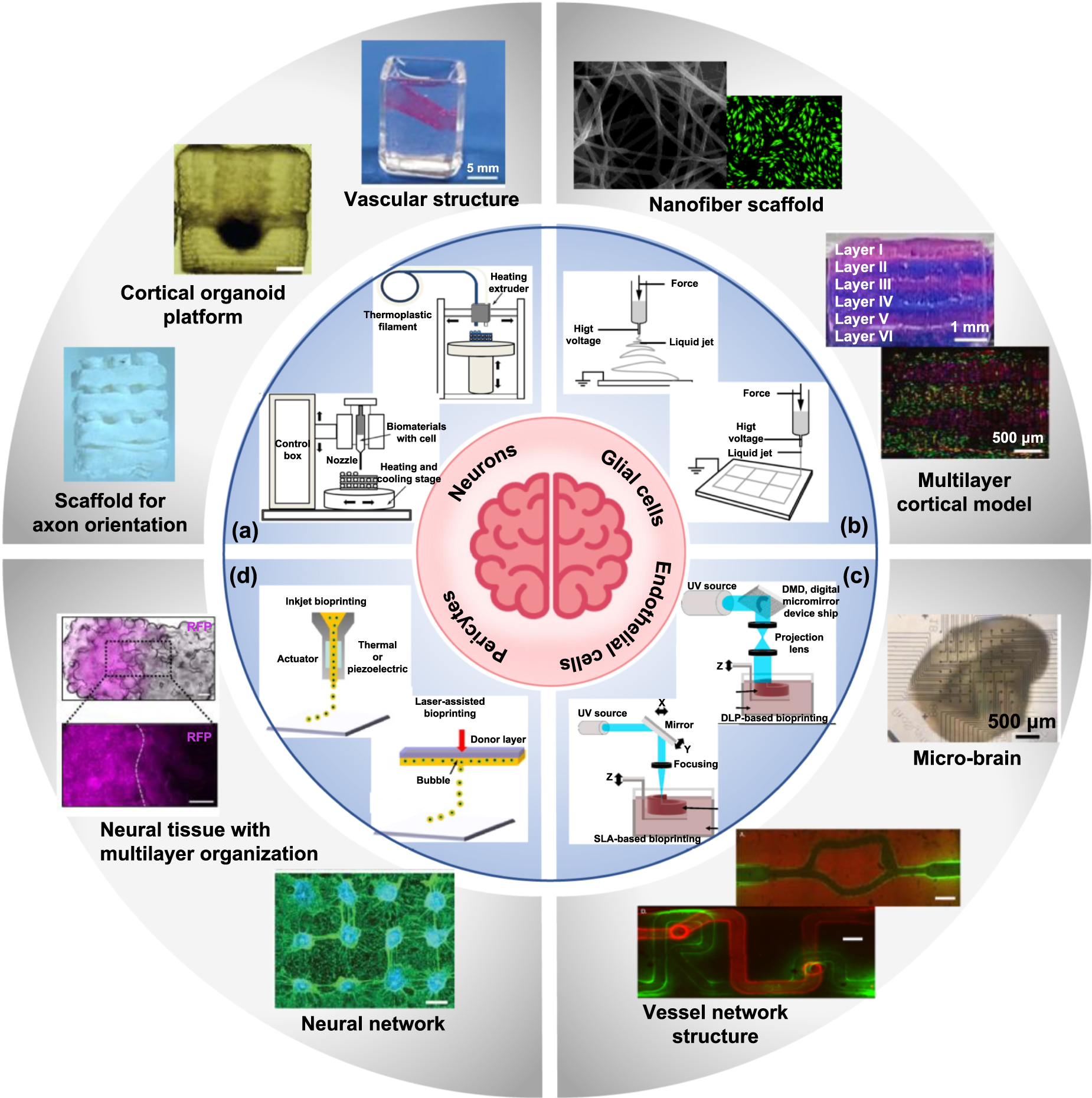 Biofabrication of brain-like living tissue: structure to intelligence ...
