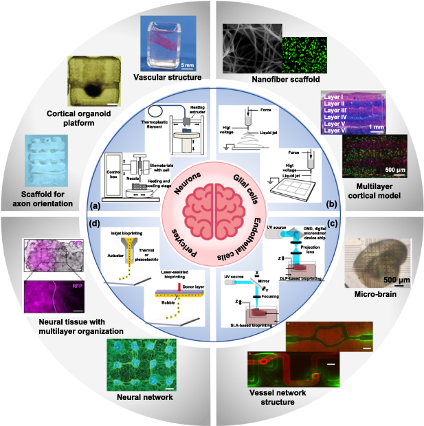 Biofabrication of brain-like living tissue: structure to intelligence ...