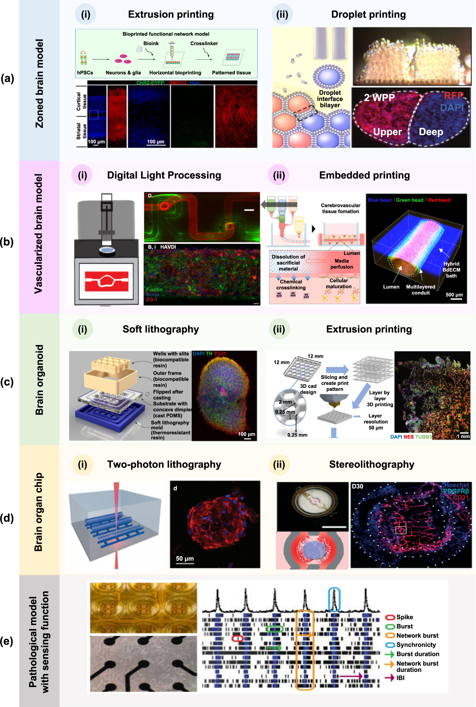 Biofabrication of brain-like living tissue: structure to intelligence ...