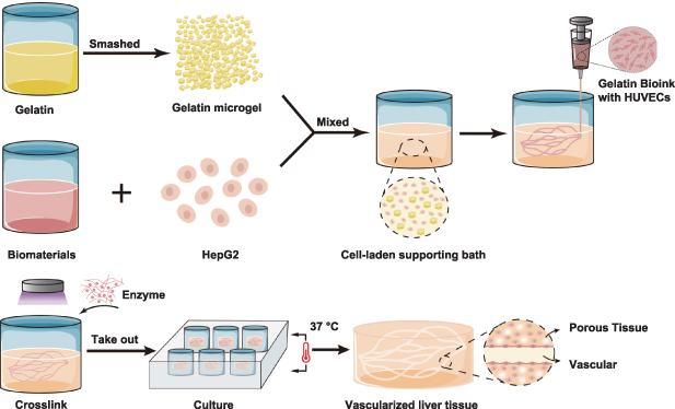 Construction of complex three-dimensional vascularized liver tissue ...
