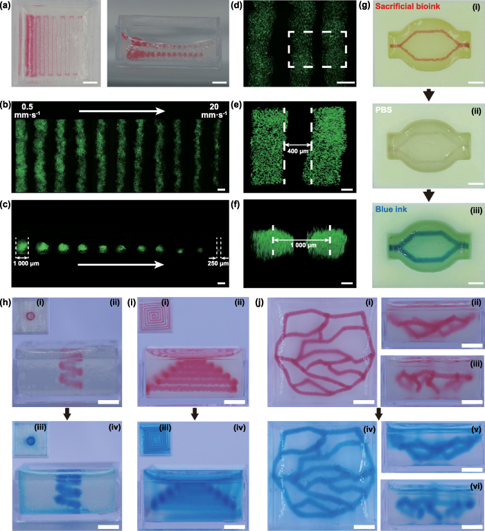 Construction of complex three-dimensional vascularized liver tissue ...