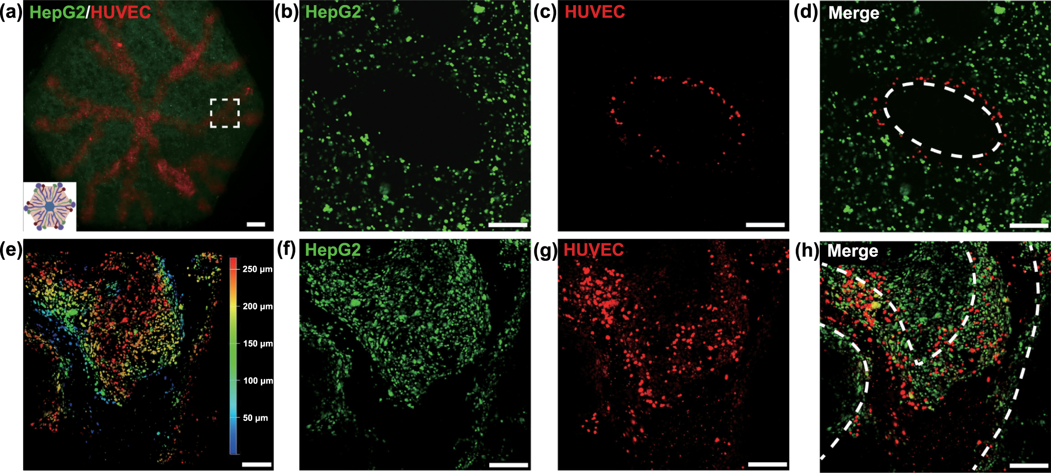 Construction of complex three-dimensional vascularized liver tissue ...