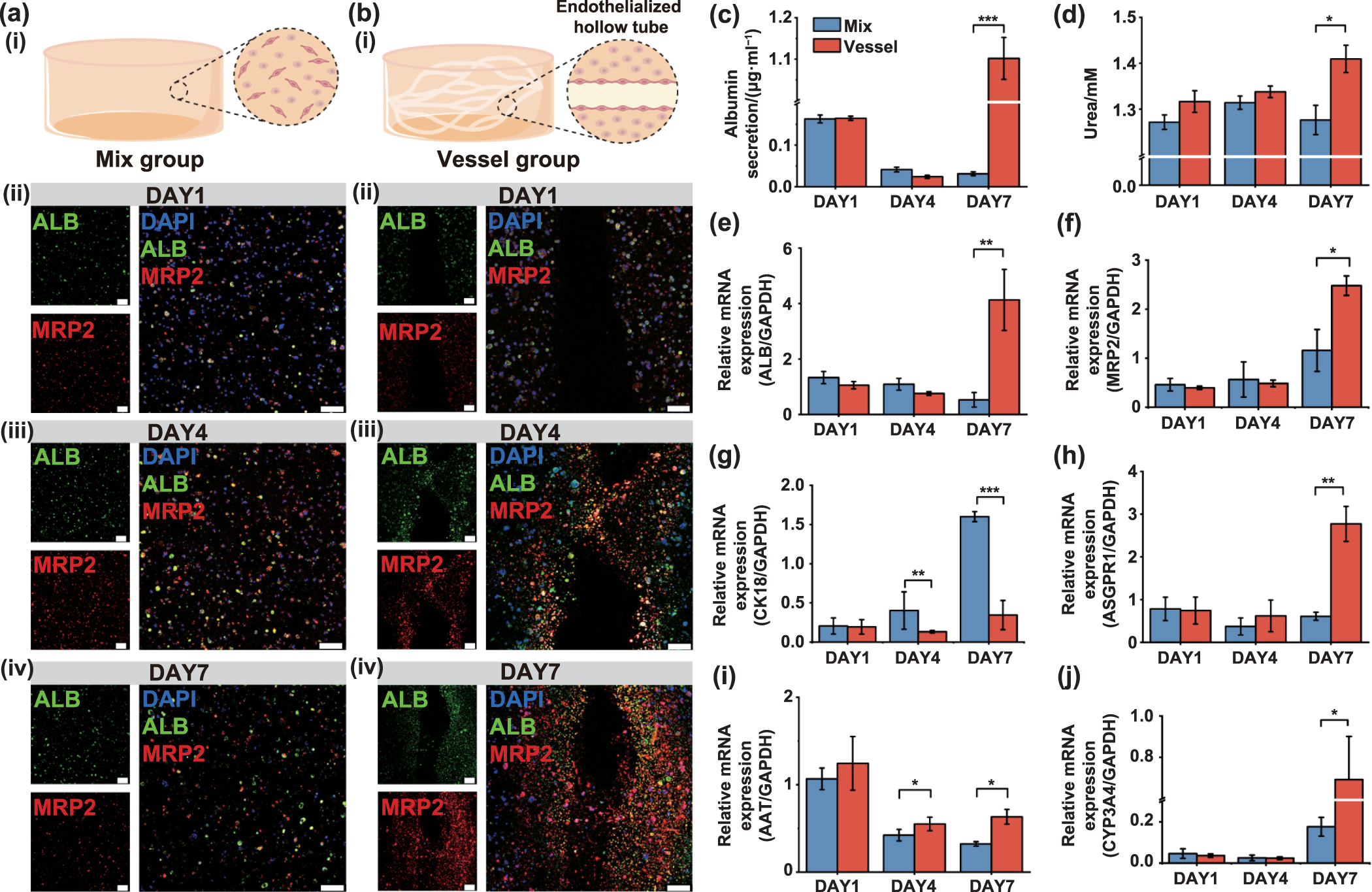Construction of complex three-dimensional vascularized liver tissue ...
