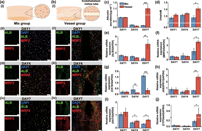 Construction of complex three-dimensional vascularized liver tissue ...