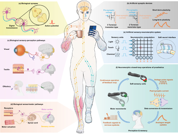 Soft sensory-neuromorphic system for closed-loop neuroprostheses ...