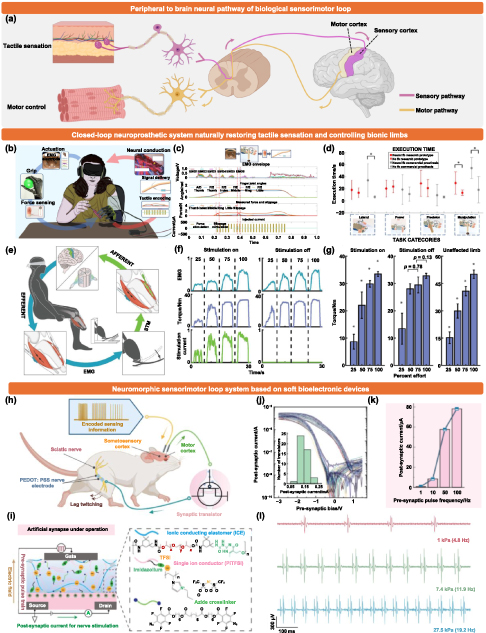 Soft sensory-neuromorphic system for closed-loop neuroprostheses ...
