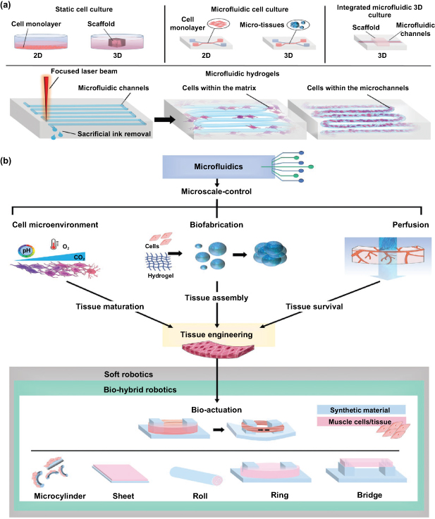 Advanced biofabrication techniques of muscle cell-powered biohybrid ...