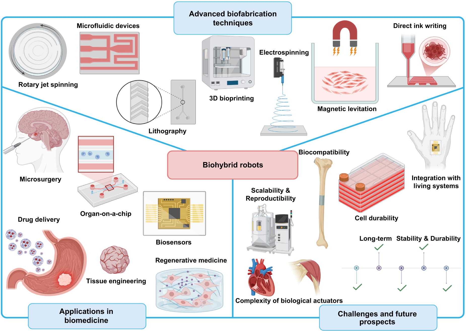 Advanced biofabrication techniques of muscle cell-powered biohybrid ...