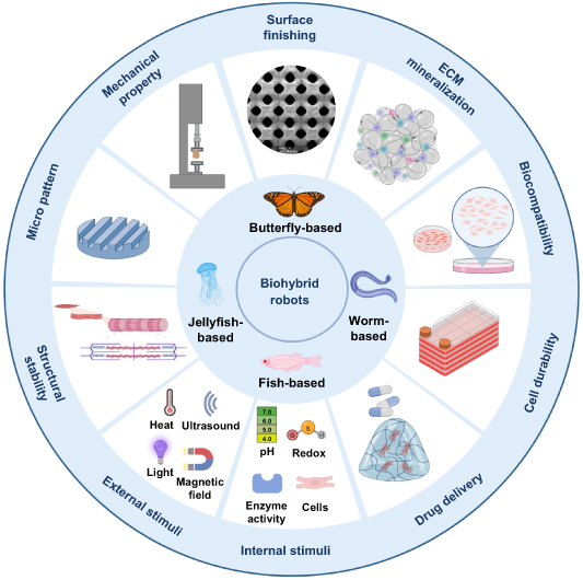 Advanced biofabrication techniques of muscle cell-powered biohybrid ...