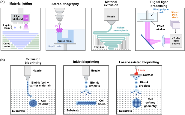 Advanced biofabrication techniques of muscle cell-powered biohybrid ...