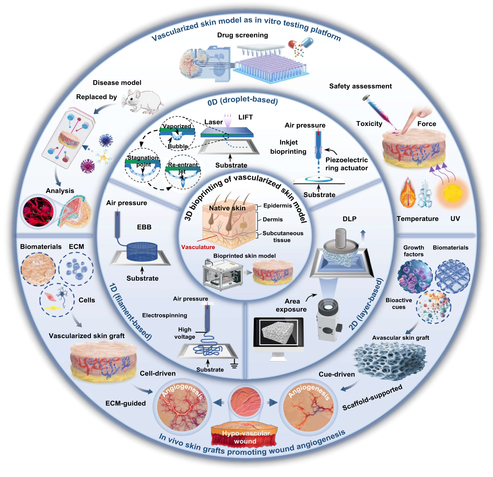 3D bioprinting of in vitro vascularized skin models and in vivo skin ...