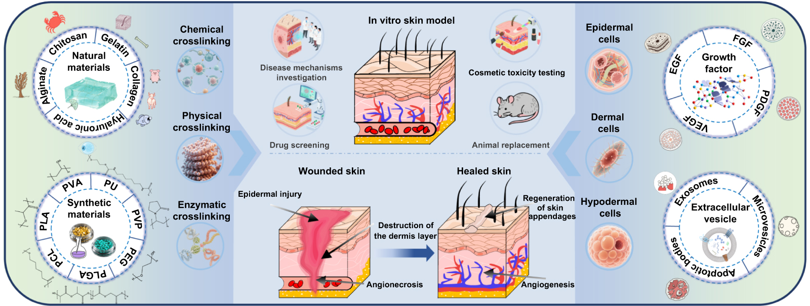3D bioprinting of in vitro vascularized skin models and in vivo skin ...