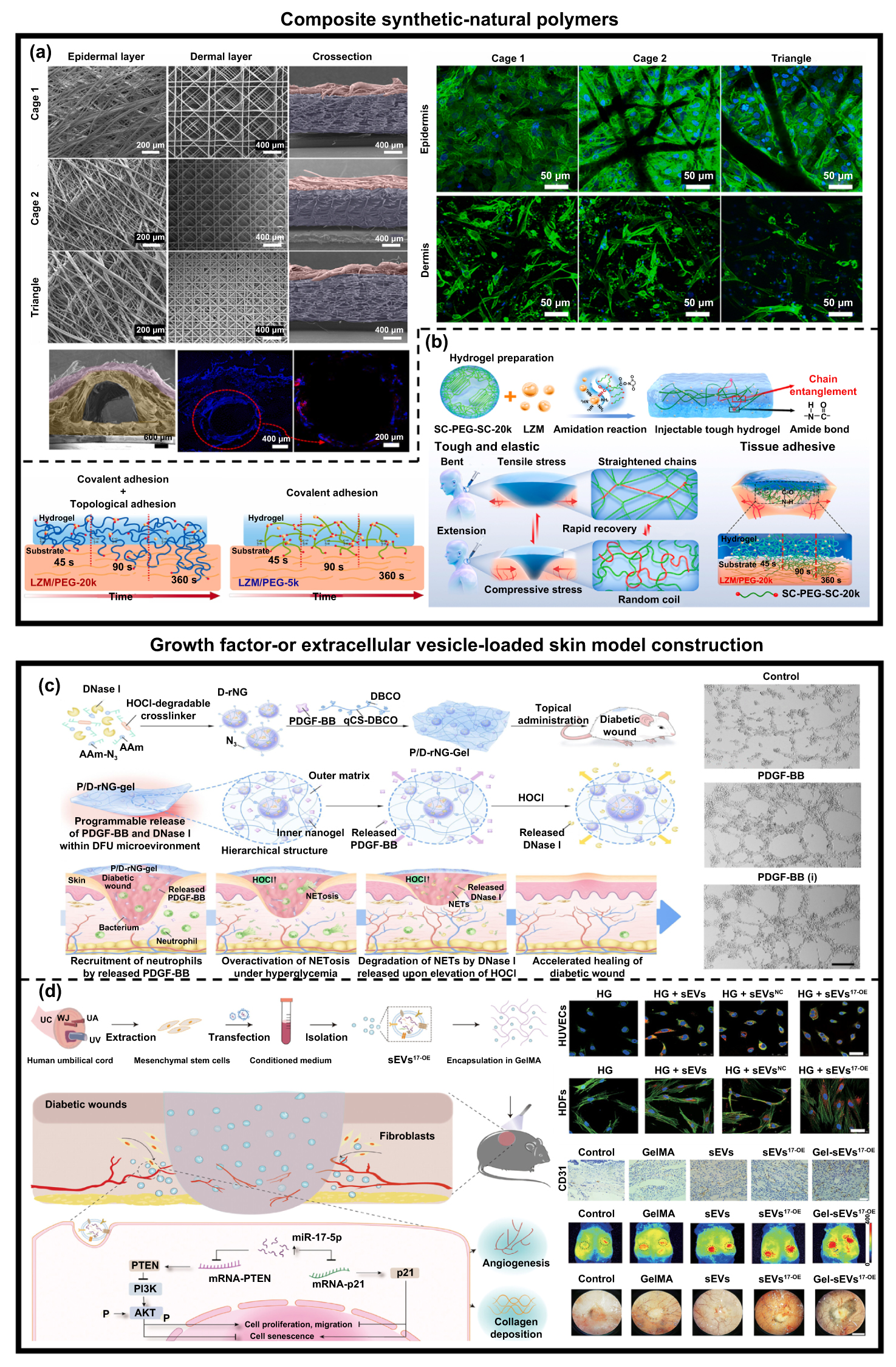 3D bioprinting of in vitro vascularized skin models and in vivo skin ...